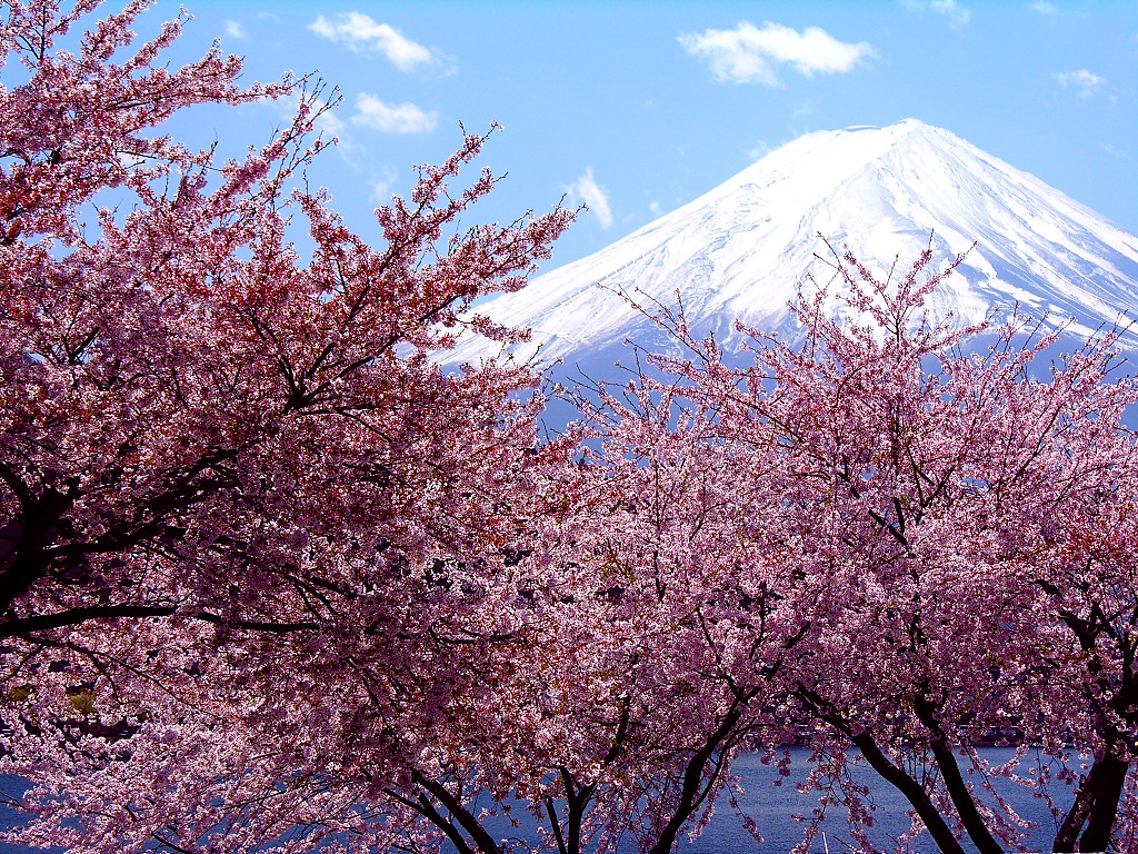 Immagini – 桜 sakura – Studiare (da) Giapponese