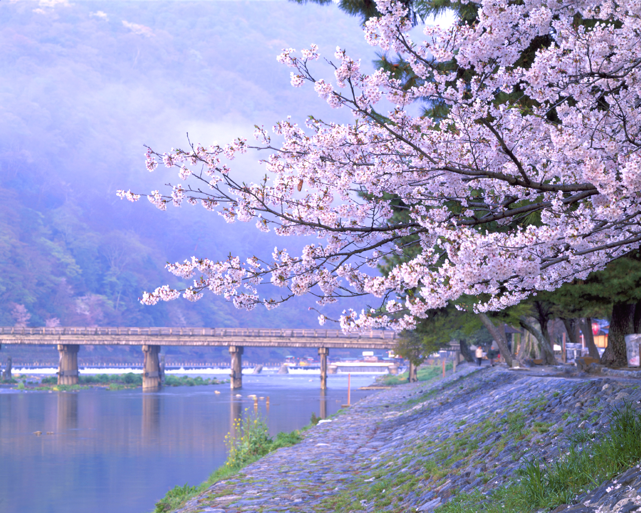 sakura-purple – Studiare (da) Giapponese